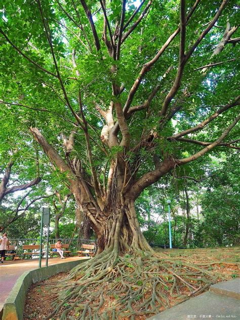新北中和景點：森林感十足的嘉穗公園︱四十張山環山步道旅遊walkerland窩客島