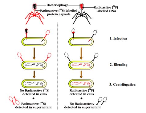 Neetgrade Biology Notes And Mcqs Molecular Basis Of Inheritance L