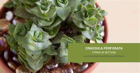 Crassula Perforata String Of Buttons Succulents And Sunshine