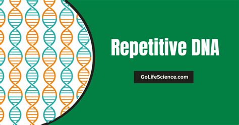 MRNA Processing In Eukaryotes A Comprehensive Guide