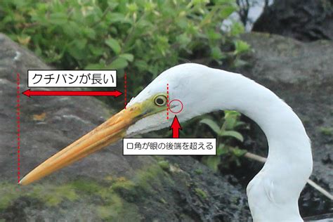 チュウサギとダイサギの見分け方 水元かわせみの里水辺のふれあいルーム