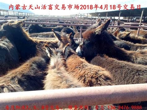 内蒙古天山活畜交易市场2018年4月18号交易日交易图片 市场新闻 天山活畜交易市场阿旗活畜交易市场，牲畜市场天山活畜市场阿旗活