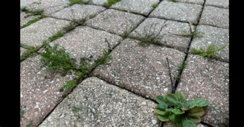 Пръскам веднъж и плевел вече не никне МОЩЕН домашен убиец на всяка тревичка продуктите са от