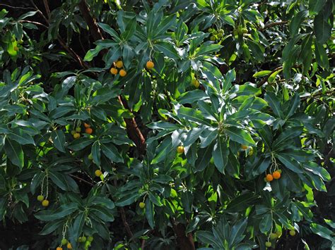 Flower Gallery Ericaceae D80a3974