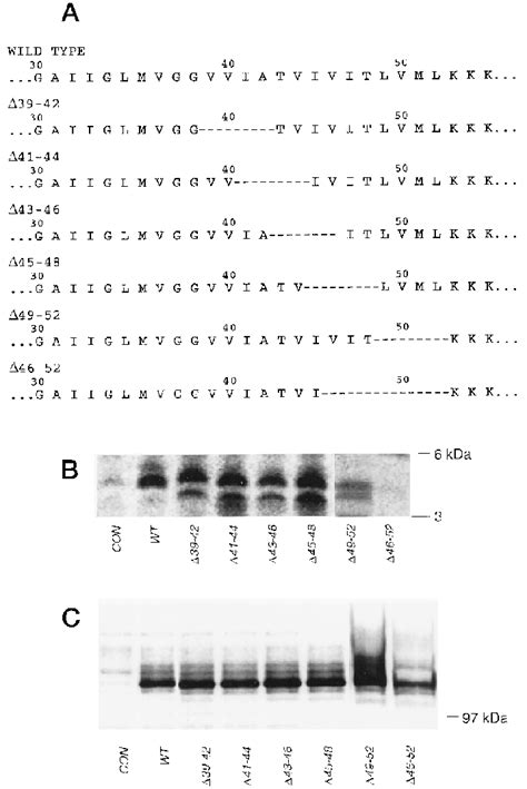 Deletion Mutagenesis In Carboxyl Terminal Region Of Amyloid Domain A