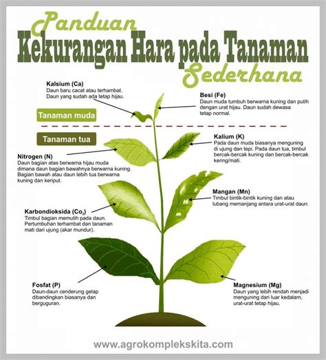 Panduan Sederhana Kekurangan Unsur Hara Pada Tanaman Agrokompleks Kita
