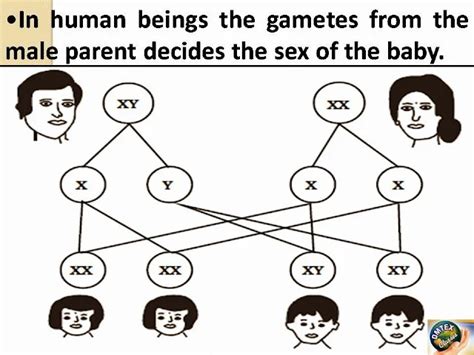 OMTEX CLASSES Draw A Diagram Which Shows Sex Determination In Man