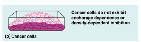 Density Dependent Inhibition