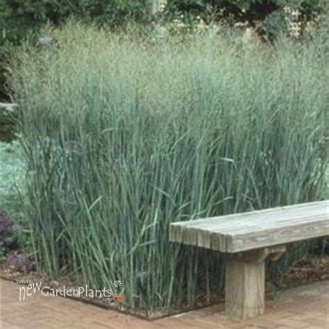 Panicum Heavy Metal Blue Switch Grass New Garden Plants