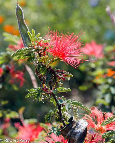 Baja Fairy Duster Waterwise Garden Planner