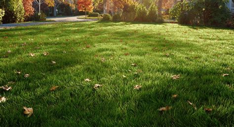Best Time To Plant Grass Seed In Your Space Seed Sheets