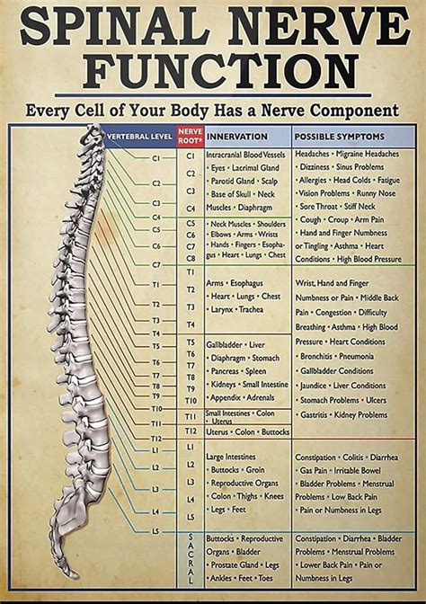Spinal Nerve Function Metal Tin Sign Vintage Spinal Nerve Function