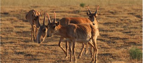 Assessing The Effectiveness Of Participatory Monitoring Of Saiga Saiga