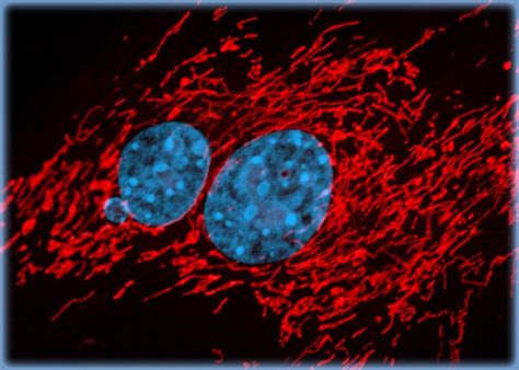 Details Of The Mitochondrial Network In Fox Lung Cells Revealed With A