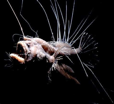 L Ing Nierie De La Blague Angler Fish Deep Sea Creatures Sea Creatures