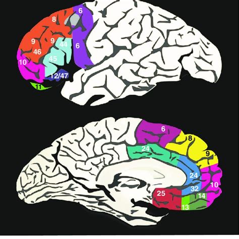 Pdf The Role Of Prefrontal Cortex In Cognitive Control And Executive Function
