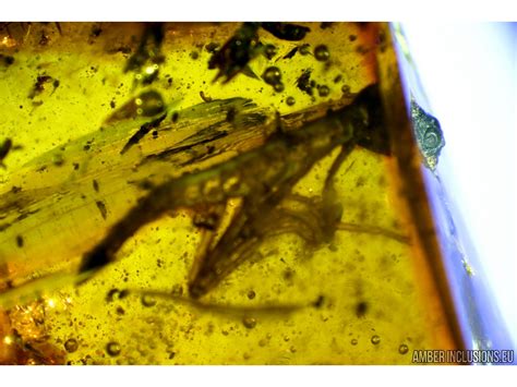 Very Big 16mm Walking Stick Phasmatodea In Baltic Amber 4378