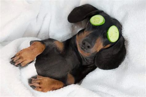 How Do You Calm An Anxious Dachshund Dachshund Central