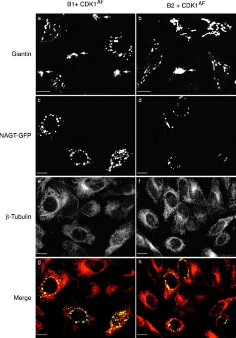 Cyclin B Cdk1 Complexes Will Disassemble The Golgi Apparatus In A Download Scientific Diagram