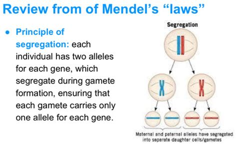 Biol 2301 Extensions And Modifications Of Basic Principles Flashcards