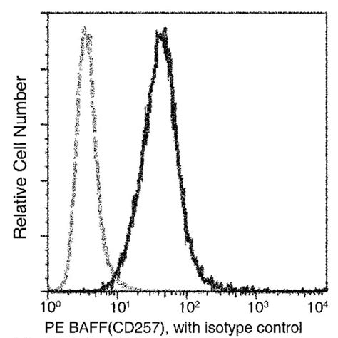 Baff Recombinant Rabbit Monoclonal Antibody 182 Pe Invitrogen 100