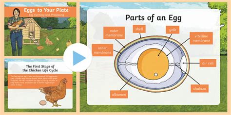 Eggs To Your Plate 3 6 Powerpoint Teacher Made Twinkl