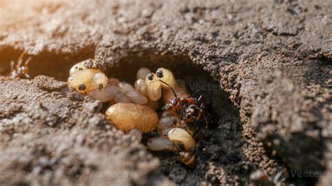 Ants Nest With Many Eggs Macro Shot With Shallow Depth Of Field Of Ant