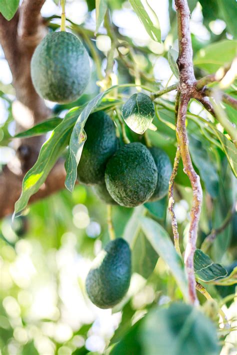 Fruits Examples Vegetable At Richard Colon Blog