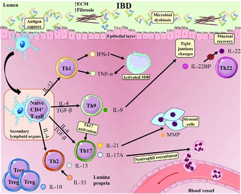 T Cell Subsets And Functions In The Intestinal Mucosa In Inflammatory