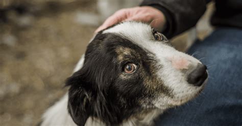 Border Collie Temperament Explained Unveiling The Top Secret 7 Key Traits Border Collies Life