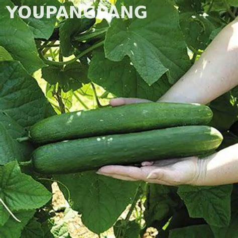 Buy 200 Pcs Japanese Cucumber Seeds Free Shipping