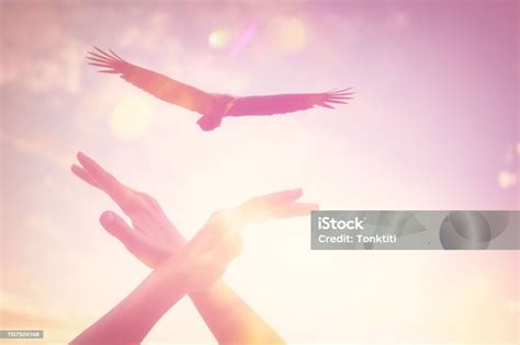 여자 손 날카로운 새는 일몰 하늘과 흰색 구름 추상적 인 배경에 독수리와 함께 비행 자유와 여름 휴가 개념 빈티지 톤 필터 효과