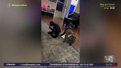 Πίθηκος που σώθηκε από έμπορο έγινε κολλητός με τον σκύλο του ανθρώπου που τον έσωσε