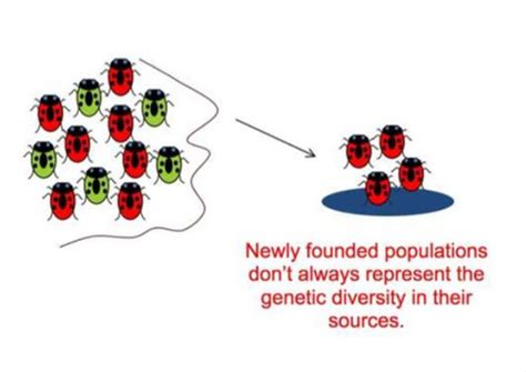 Honors Bio Evolution Flashcards Quizlet