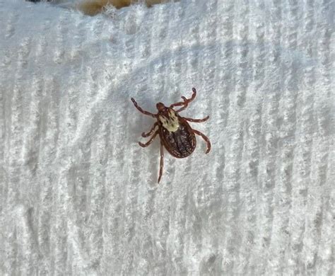 Tick Phobia Still Working On The 2024 Statewide Survey Of Light