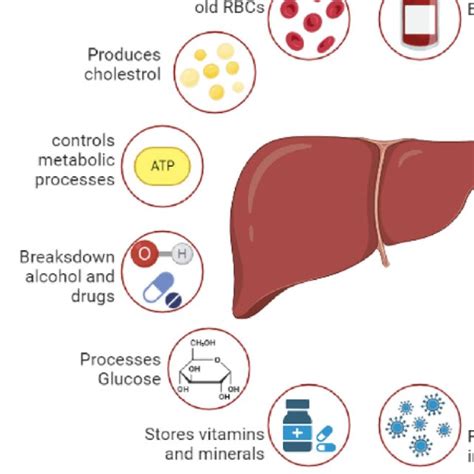 Metabolic Pathways Of Liver Download Scientific Diagram