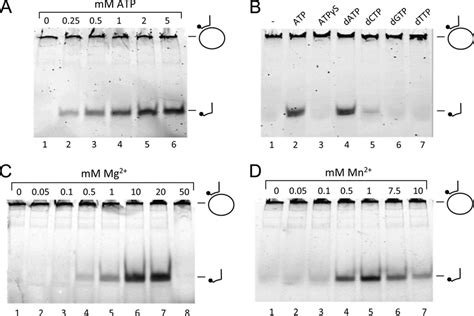 Reaction Requirements Of The Ruvb Fh Catalyzed Dna Helicase Reaction Download Scientific