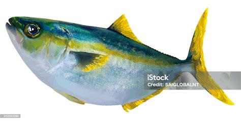 Cute Plumpy Yellow Tail With Big Eyes Stock Illustration Download