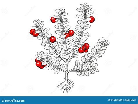 Cranberry Set Detailed Hand Drawn Branches With Berries Black And