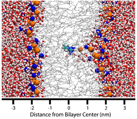 Water Defect Induced By A Positively Charged Arg At The Center Of The