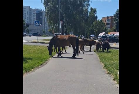 Бесхозные лошади облюбовали белорусский город Minval Politika