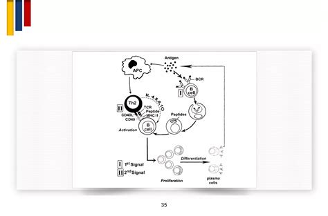 Immunopathogenesis Of Multiple Sclerosis Pdf