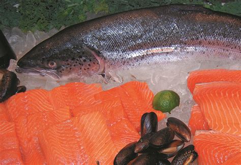 Feeds Affect Lipid Body Composition Quality Responsible Seafood Advocate