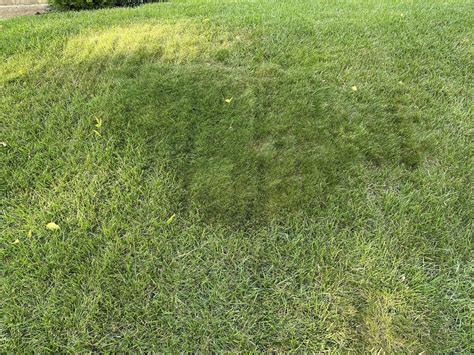 What Is This Dark Patch Of Grass In My Lawn And How Do I Fix It R