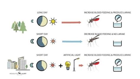 Mosquitoes Entomology Publichealth Diseaseprevention Insectbiology