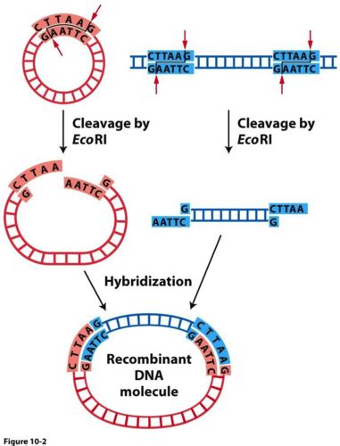Biochem 10 Introducing Foreign Dna Into A Cell Flashcards Quizlet