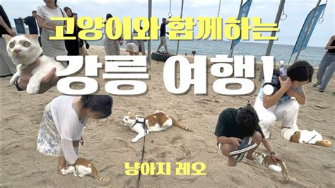 고양이와 함께하는 강릉여행 이런 고양이가 있다고 강릉중앙시장and머슬비치 강문해변 산책냥이 레오 Youtube