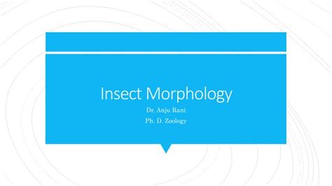 Insect Abdomen Its Segmentation And Appendages Structure Function And Modification In Different