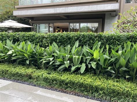 小叶龙船花黄鸟蕉火山榕篱 花瓣网