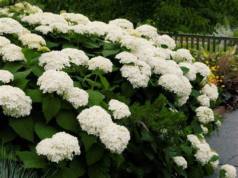 Hydrangea Smooth Annabelle Campbells Nursery
